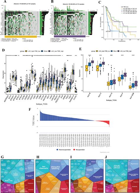 Tumor Mutation Load Analysis And Immunotherapy Analysis A B