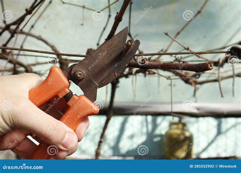 Closeup Of Person Pruning A Tree With A Orange Pruner On A Sunny Day