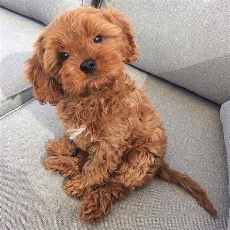 Cavapoo Puppies Information Characteristics Facts Videos Cavapoo