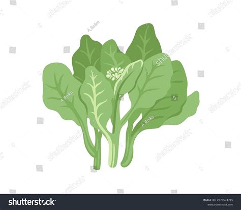 Chinese Broccoli Gai Lan Kai Lan Stock Vector Royalty Free 2070574715 Shutterstock