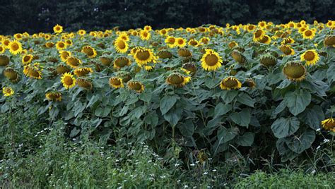 Bunga Matahari Biasa Spesies Tanaman Dari Keluarga Asteraceae Foto Stok
