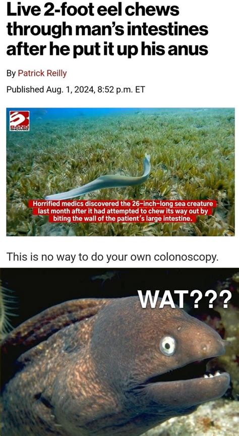 Funny Eel Memes