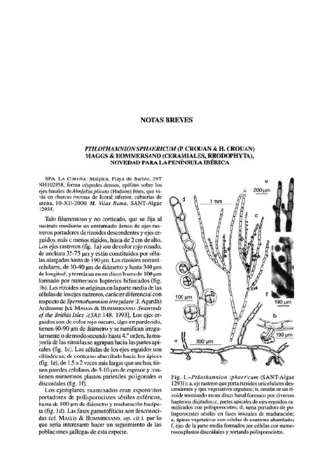 Pdf Ptilothamnion Sphaericum Maggs And Hommersand Novedad Para La