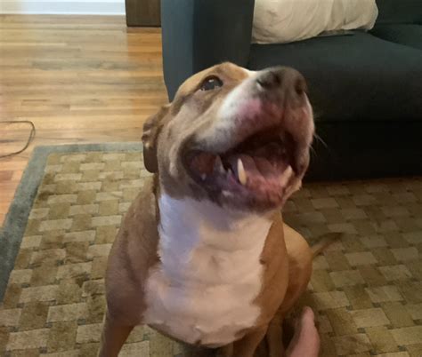 I Did Not Know This Sub Existed Before Two Minutes Ago Heres Our Coco R Velvethippos