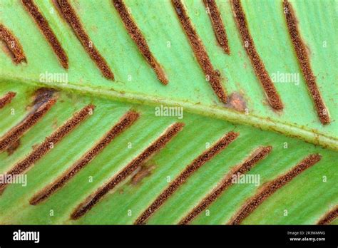 La Fougères De La Langue De Hart Phyllitis Scolopendrium Gros Plan Du
