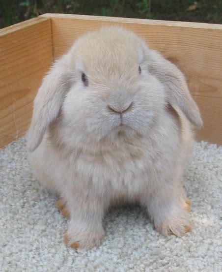 Holland Lop Colors Bunny Lops