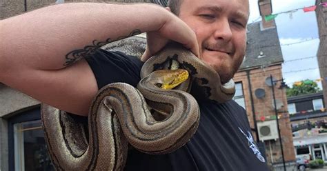 Python Rescued After Escaping Into Art Gallery And Causing Chaos