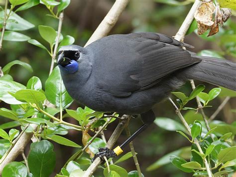 Island Conservation Rat Tracks In New Zealand Wildlife Sanctuary Cause