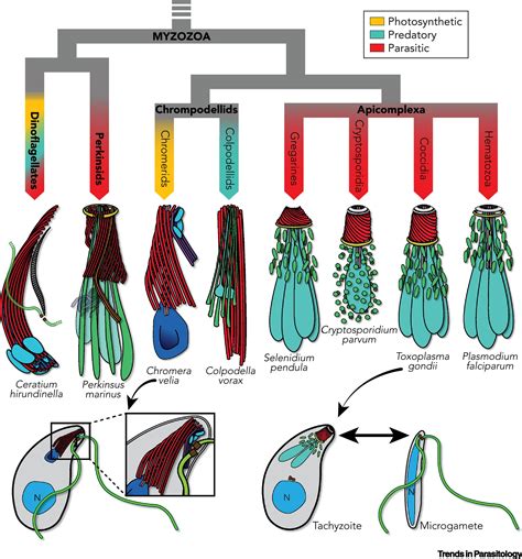 Evolution Composition Assembly And Function Of The Conoid In Apicomplexa Trends In Parasitology