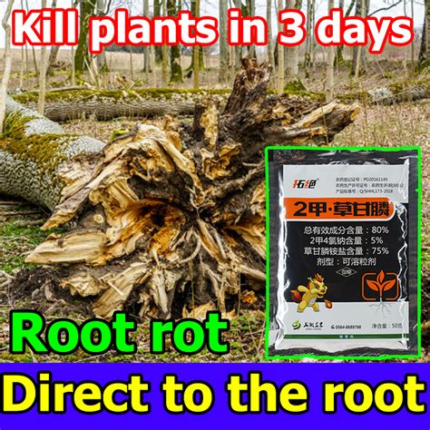 【3 Seconds To Remove Big Trees】 Tree Killer Chemical Hexazinone Root Removal Kill Tree And