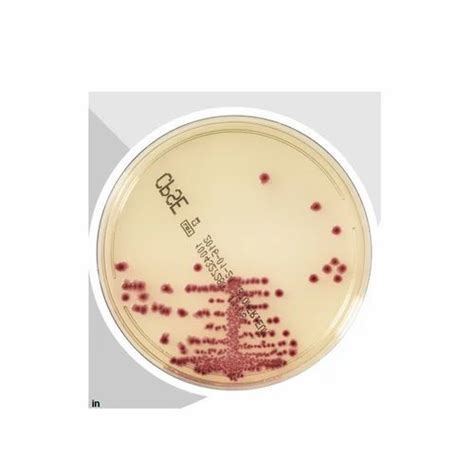 Biomerieux Chromid Cps Elite At Best Price In Delhi By Biomerieux Id