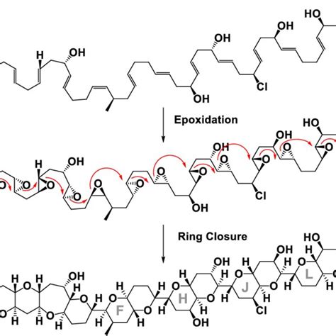 Schematic Reversed Phase Hplc Method Principle Download Scientific