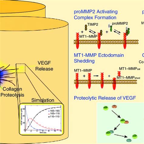 Schematic Showing The Existing Integrative Mmp Models As Applied To