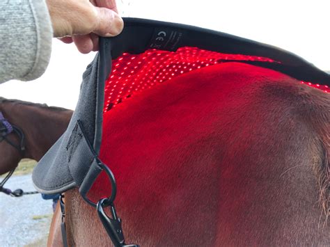Contoured Back Pad Red Light And Near Infrared The Horses Back