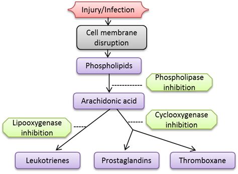 Inflammation Dr Rath Research Institute
