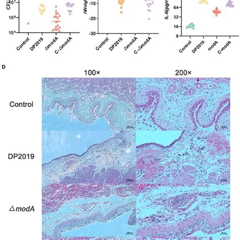 Examination Of Swarming Motility A Line Graph Showing Swarming
