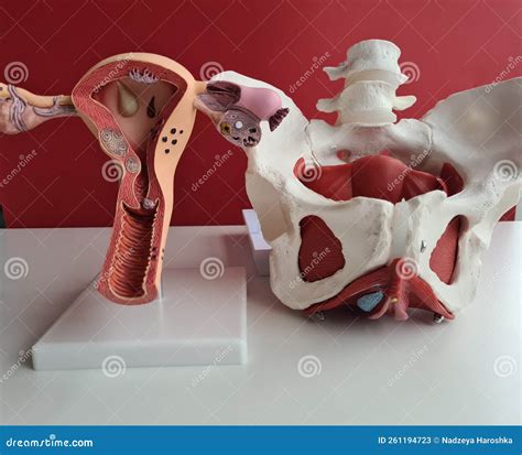 Anatomy Of Pelvis Of Woman Gynecology Of Uterus And Pelvic Bones Stock