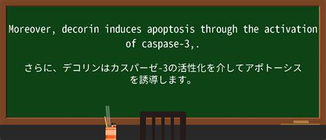 【英単語】decorinを徹底解説！意味、使い方、例文、読み方 おもしろい英文法