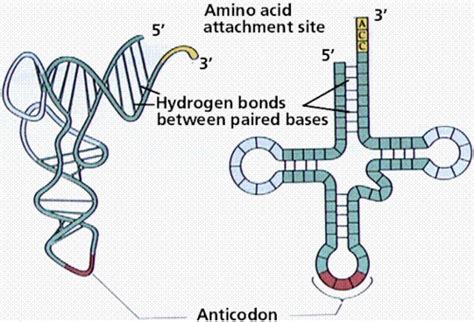 Biol 1030 Chapter 10 Flashcards Quizlet