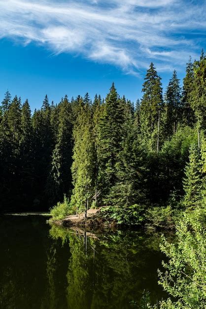 Bosque De Coníferas Cerca Del Lago Del Cielo Azul En Un Día De Verano
