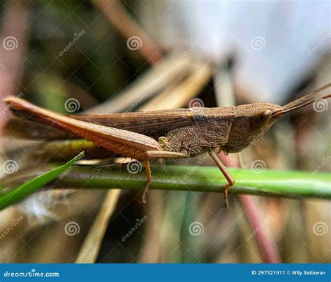 Grasshopper On A Branch Stock Image Image Of Macro 297321911