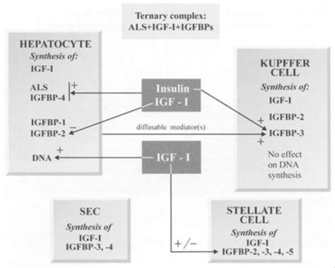 Cooperation Of Liver Cells In The Synthesis Of Igf Binding Proteins And Download Scientific