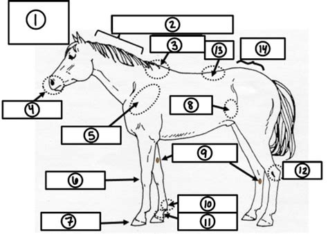 Ans 150 Exam 3 Flashcards Quizlet