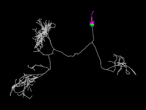 Detailed Cell Information Y20neuron1reg