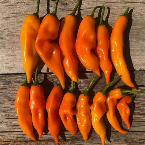 Piment Aji Amarillo Plant Adulte La Boutique Antillaise