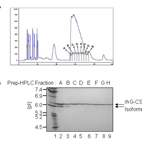 Prep Hplc Chromatogram And Ief Analysis Prep Hplc Chromatography Was