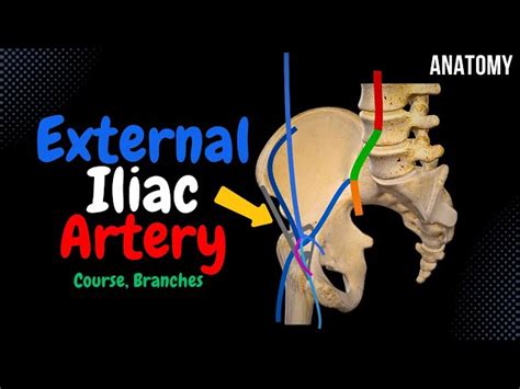 External Iliac Artery Anatomy Pelvic Viscera An Overview