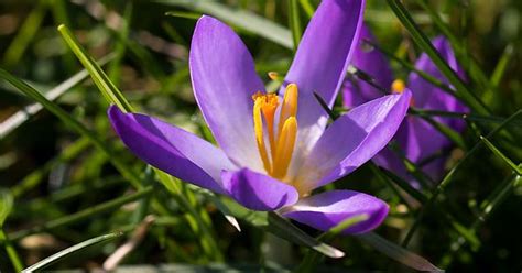 Crocus Imgur