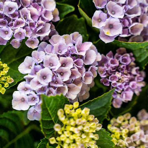 Everlasting Revolution Hydrangea Shrubs For Sale Online The Tree Center