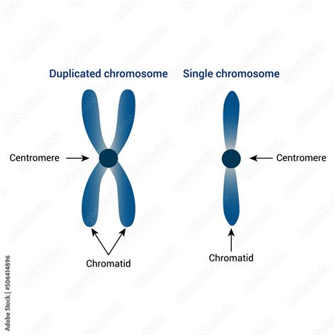 Single And Duplicated Chromosome In Biology Stock Vector Adobe Stock