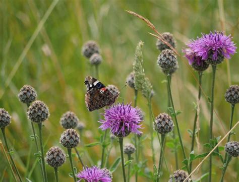 How Wildlife Trust Extended The Fleam Dyke Habitat And Is Reprofiling Woodland Rides In