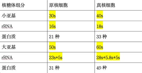 生化：第三章｜核酸的结构和功能 哔哩哔哩