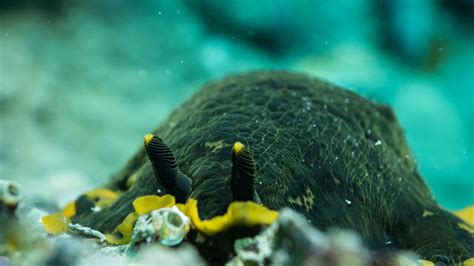 รูปภาพcodolo เลือกดูภาพถ่ายสต็อก เวกเตอร์ และวิดีโอ93 Adobe Stock