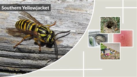 Southern Yellowjacket Identification Nest Sting And Behavior