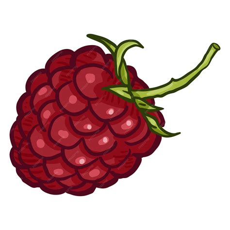Premium Vector Vector Cartoon Raspberry Illustration