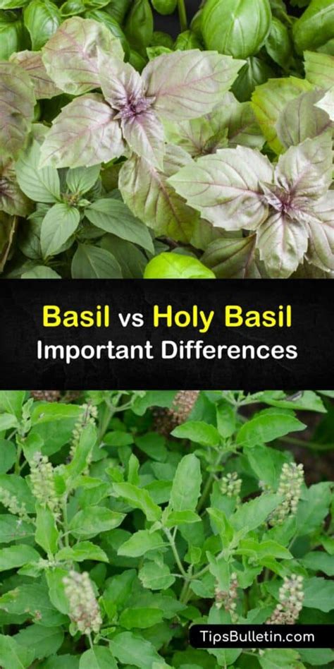 How Are Basil And Holy Basil Different Basil Differences