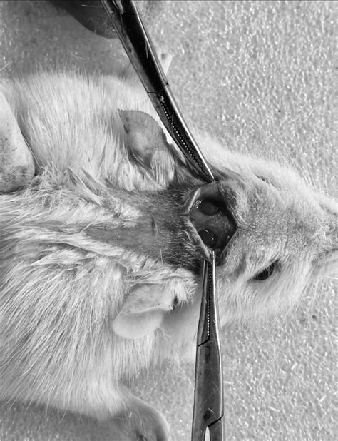 🐭颅骨缺损模型造模全攻略🔧