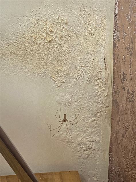 Harefield Hall Reviews Photos