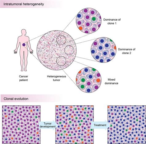 Schematic Representation Of Ctdna Analysis Plasma Is Processed For