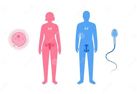 Sex Determination In Humans Stock Vector Illustration Of System Male