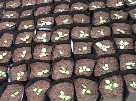 2 Litre Poly Pots Budget Seeds