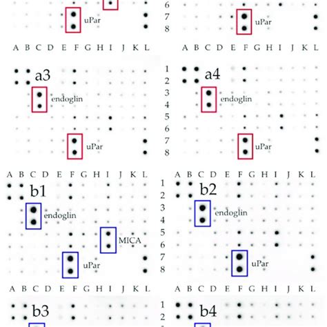 Antibody Array Analysis Of Human Cell Membrane Receptor Original Download Scientific Diagram