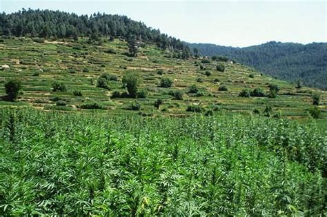 Explore Ketama Morocco Nature Culture And Hashish