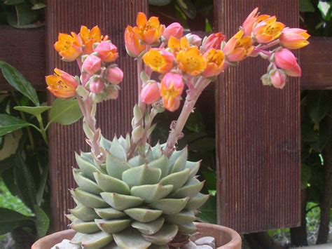 Echeveria 'Fabiola' - World of Succulents