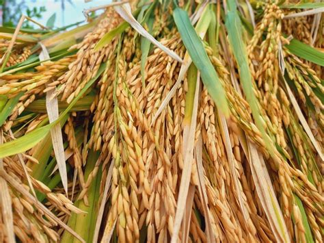 Nutrigrow® Nutrinti Pt Berkat Mitra Makmur