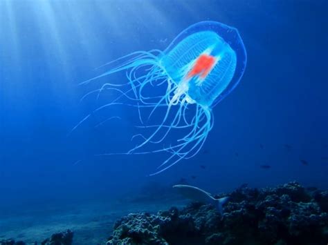 The Immortal Jellyfish Turritopsis Dohrnii Is Considered The Only